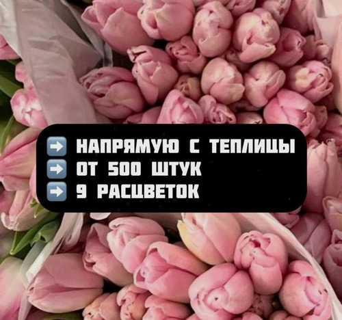 Тюльпаны опт без посредников