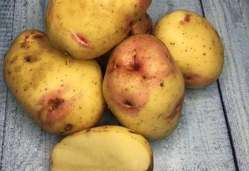 Семенной картофель уника лапоть пикассо беллароза