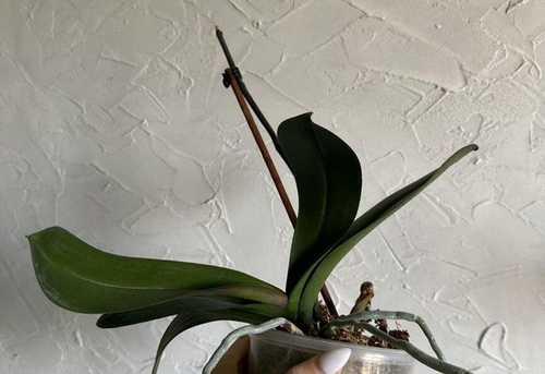 Орхидея фаленопсис меджик арт домашний