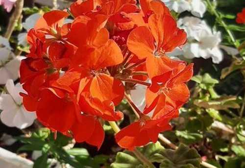 Цветы домашние Пеларгония герань