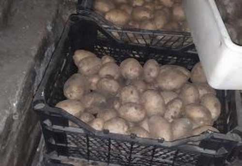 Продам домашний картофель 2023г