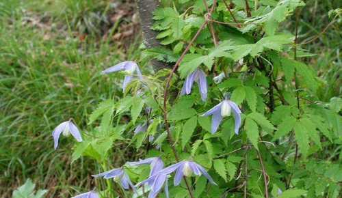 Клематис альпийский