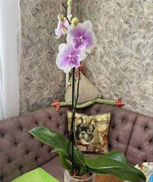 Орхидея Биг Лип сортовой