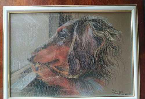 Портрет таксы пастелью Графика картина собака