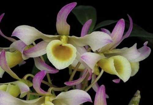 Орхидея Дендробиум signatum