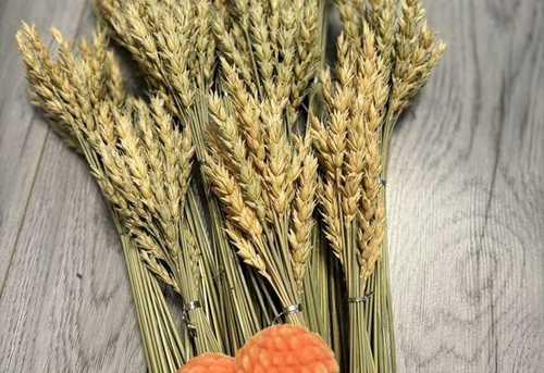 Пшеница натуральная/ цветная
