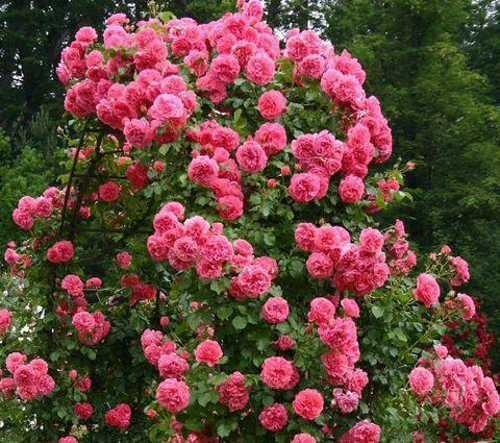 Плетистые розы саженцы