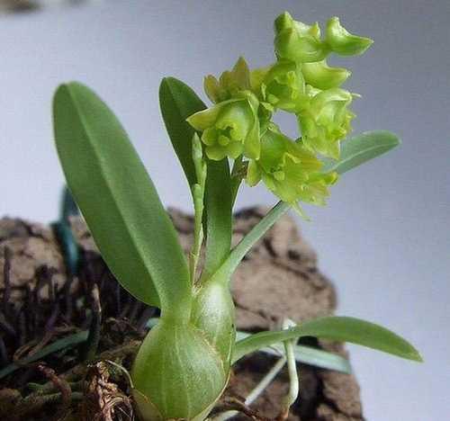 Мини орхидея Dendrobium kanburiense