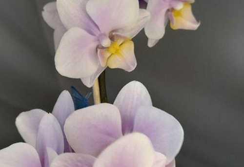 Орхидея фаленопсис little amaglad