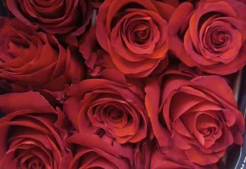 Букет свежих Роз, подарок жене, девушке, маме
