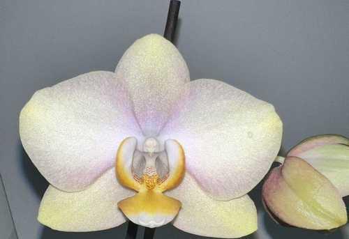 Орхидея фаленопсис sparks