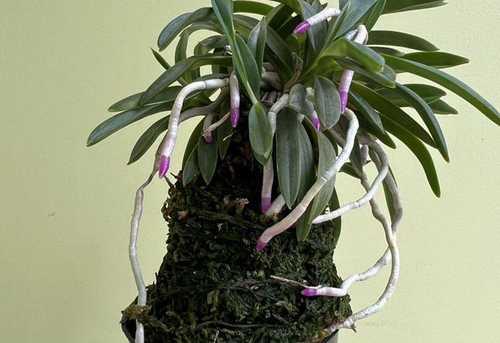 Neofinetia falcata 'Homeiden'