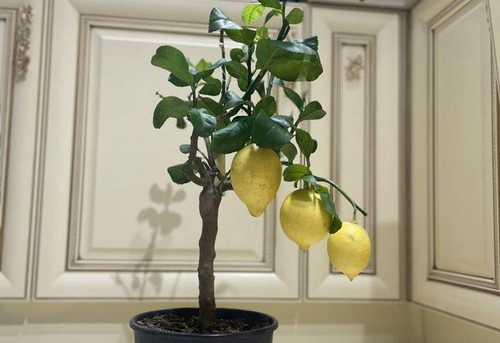 Лимонное дерево-лимон