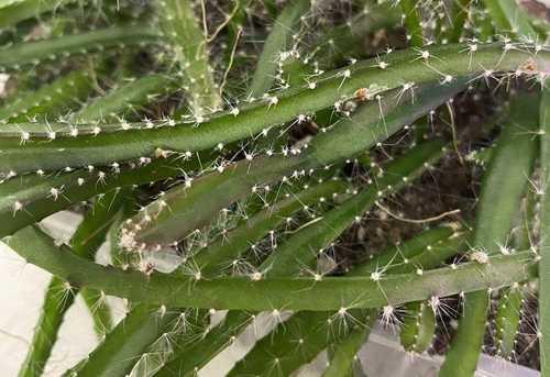 Драконий фрукт (питахайя, питайя)