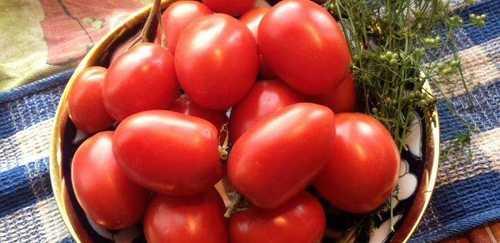 Боец буян рассада томатов