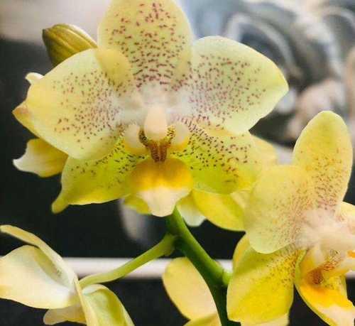 Орхидея фаленопсис Арома мультифлора