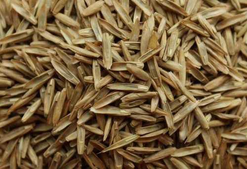 Семена фестулолиума "вик-90" рс1, цена за тонну