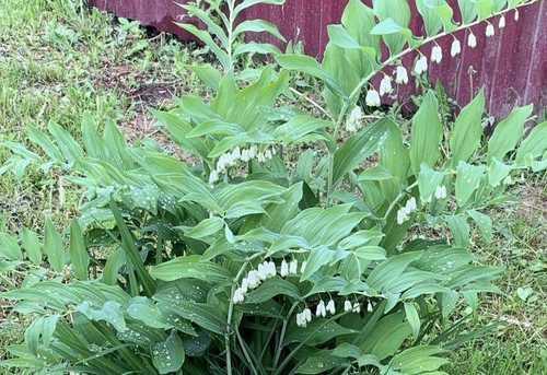 Купена. Лесной ландыш