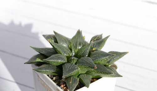 Haworthia sp. (Хавортия) (SCT29277)