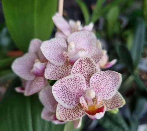 Орхидея фаленопсис Phal. Tying Shin Jaguar