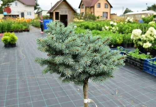 Ель колючая Блаукиссен на штамбе (Picea pungens Bl