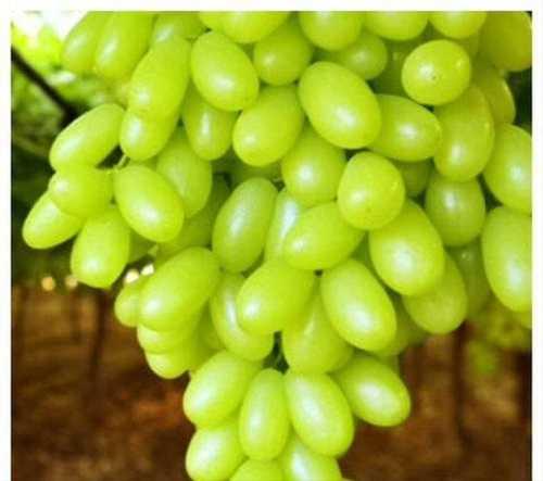 Саженцы винограда Кишмиш Арарат