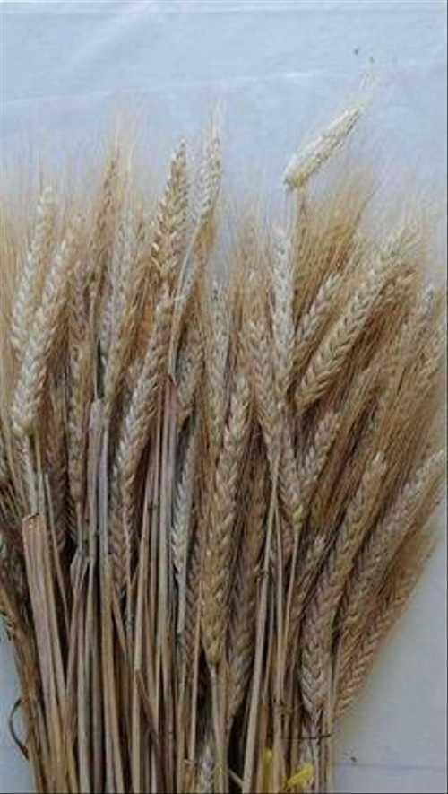 Колоски пшеницы интерьерные