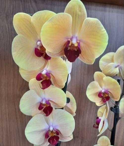 Орхидея Solid Gold