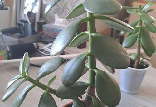 Толстянка Crassula (денежное ). Продам или обмен