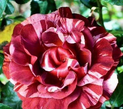 Роза плетистая крупноцветковая Джи Пи Брауни