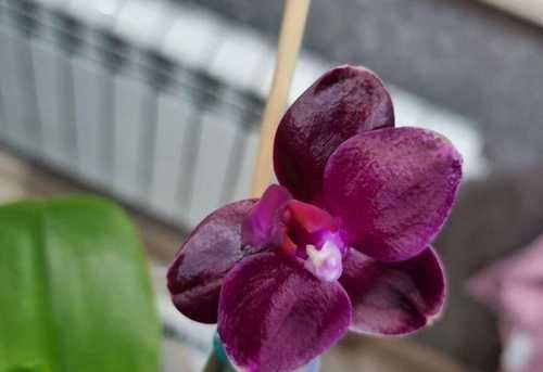 Орхидея фаленопсис Ph. Sogo Rose vs 108