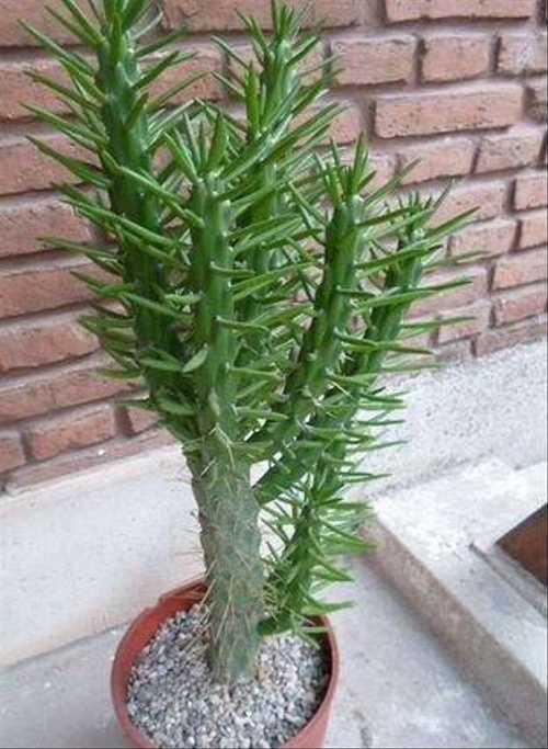 Аустроцилиндропунция (кактус)