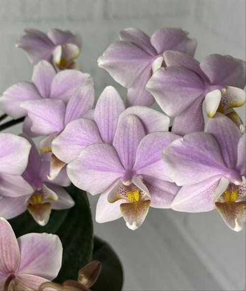 Орхидея фаленопсис Pinlong Cherry