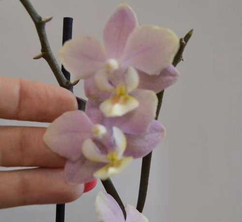 Орхидея парфюмерная фабрика фаленопсис