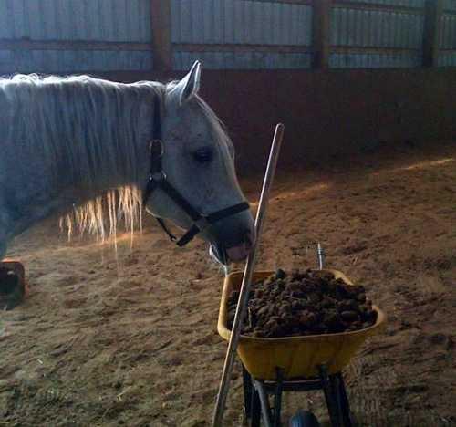 Конский навоз перегной