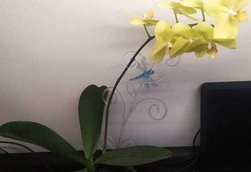 Орхидеи с доставкой