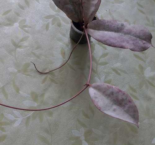 Hoya mitrata silver