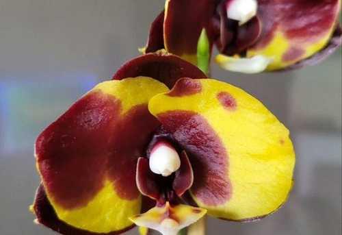 Орхидея фаленопсис Бананка