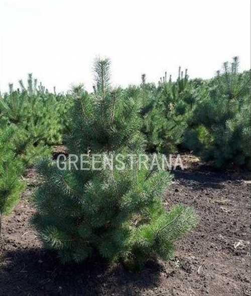 Сосна обыкновенная Extra «Pinus sylvestris»/200-25