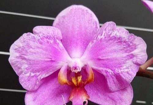 Орхидея Pink Lady бабочка не цветёт