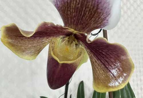 Пафиопедилум paphiopedilum орхидея
