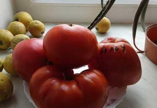 Семена томатов лучших отечественных сортов