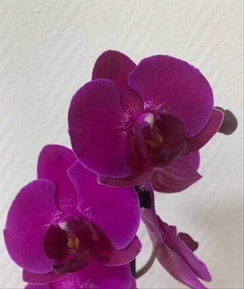 Орхидея фаленопсис Стелленбош
