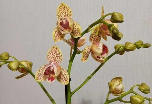 Орхидея мультифлора Пелор Cousteau