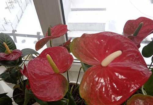Антуриум Дакота взрослый цветок