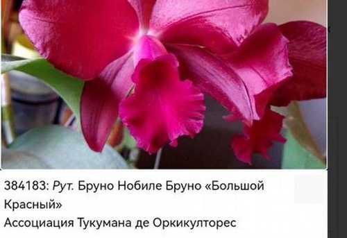 Орхидея дендробиум и др