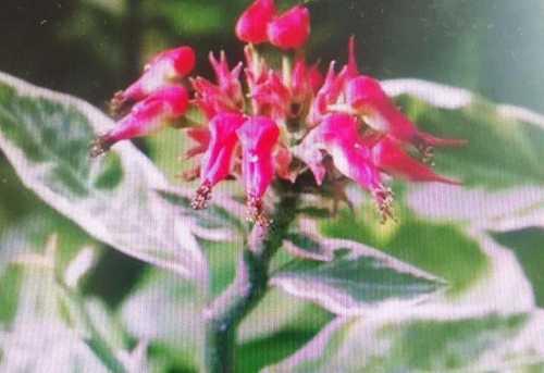Педилантус цветок