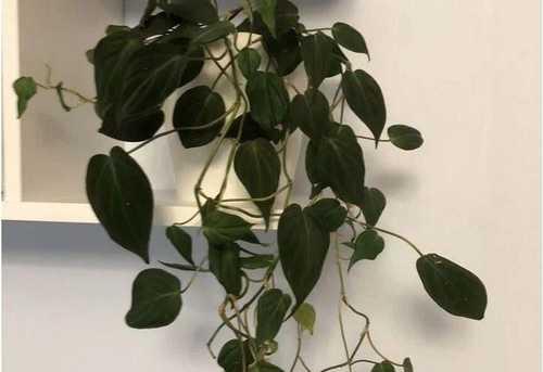 Филодендрон миканс / Philodendron Micans