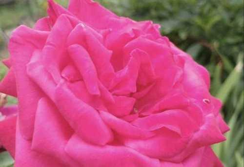 Роза ароматная садовая кустовая