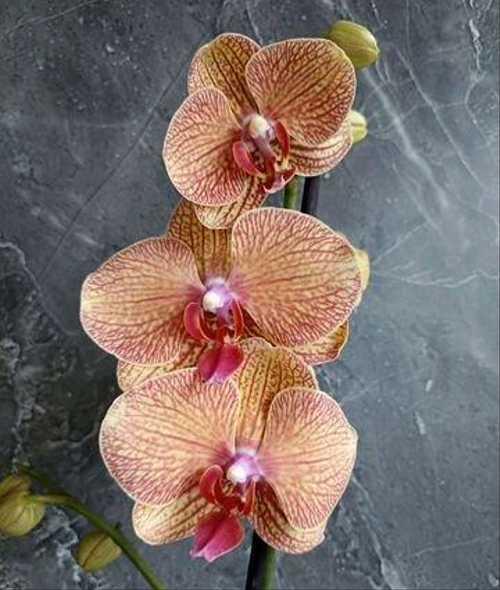 Орхидея фаленопсис Long Apollo